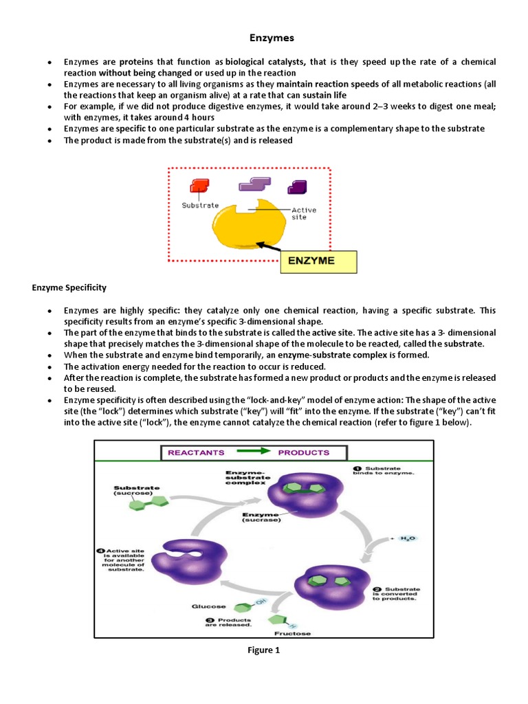 Chapter Enzymes | PDF | Enzyme | Active Site