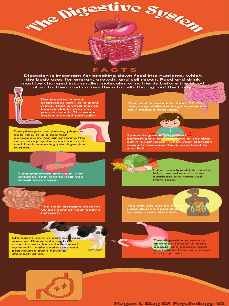 Understanding Digestion Basics | PDF