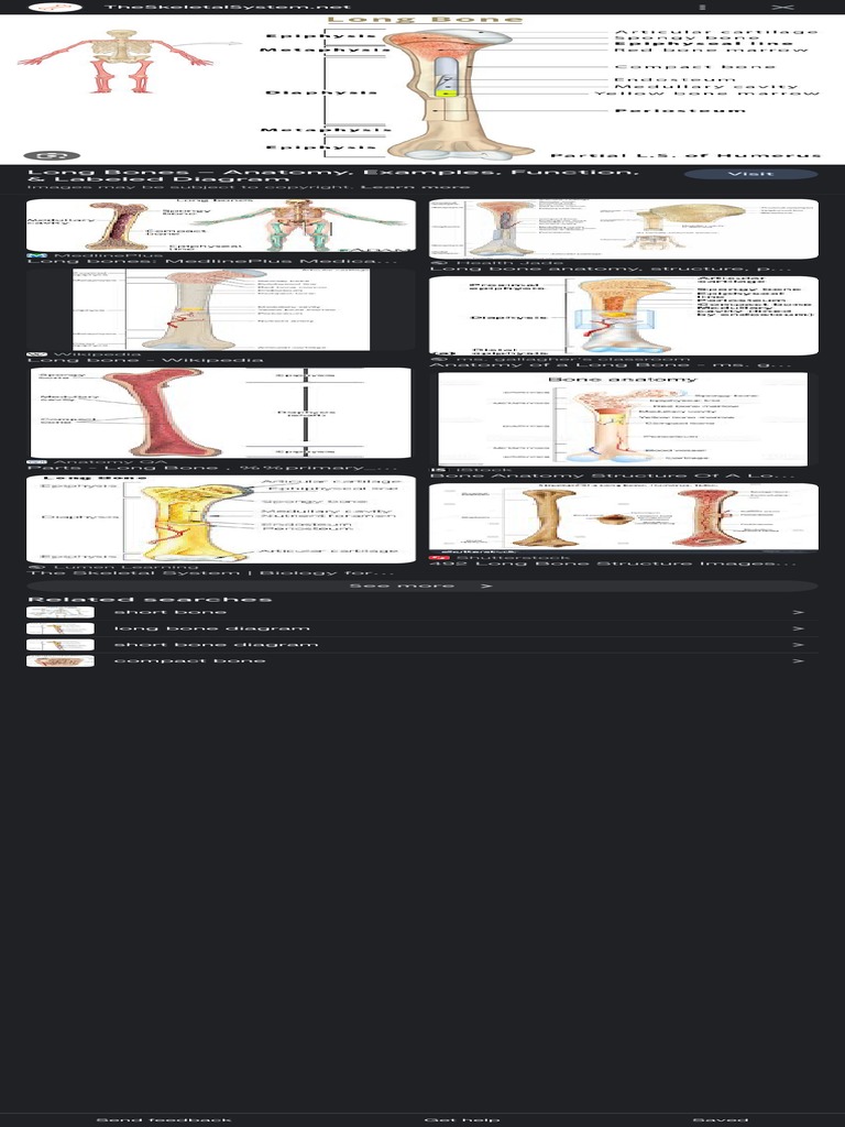 Parts of The Bone - Google Search | PDF