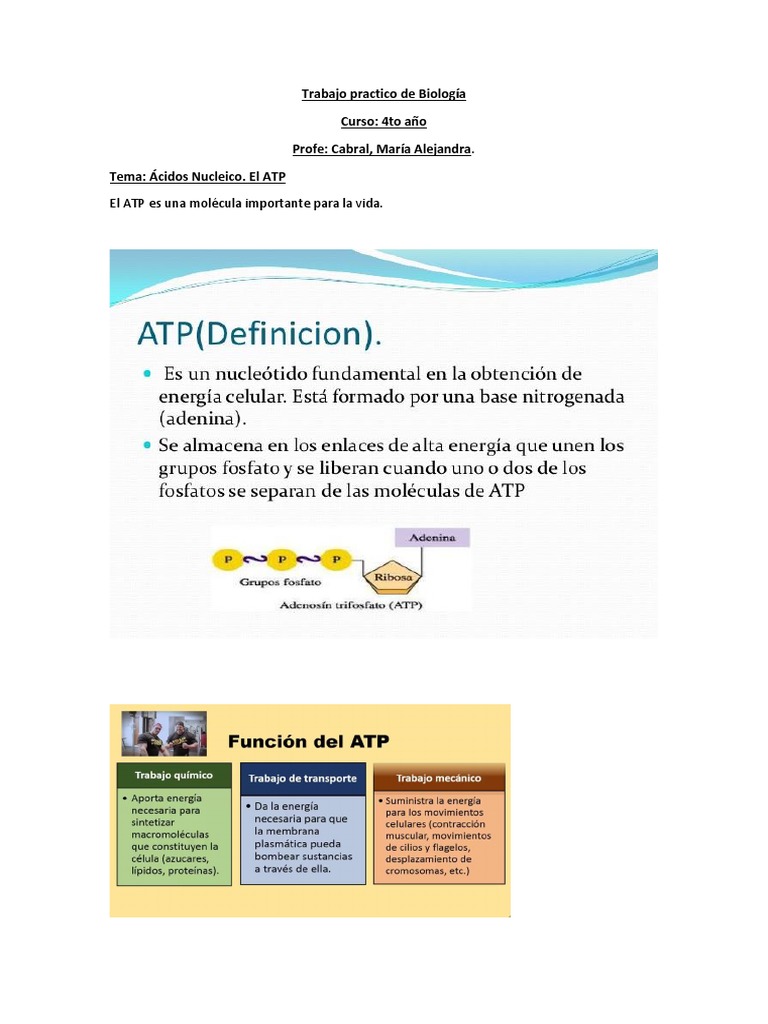 Guía de Estudio: El ATP en Biología | PDF