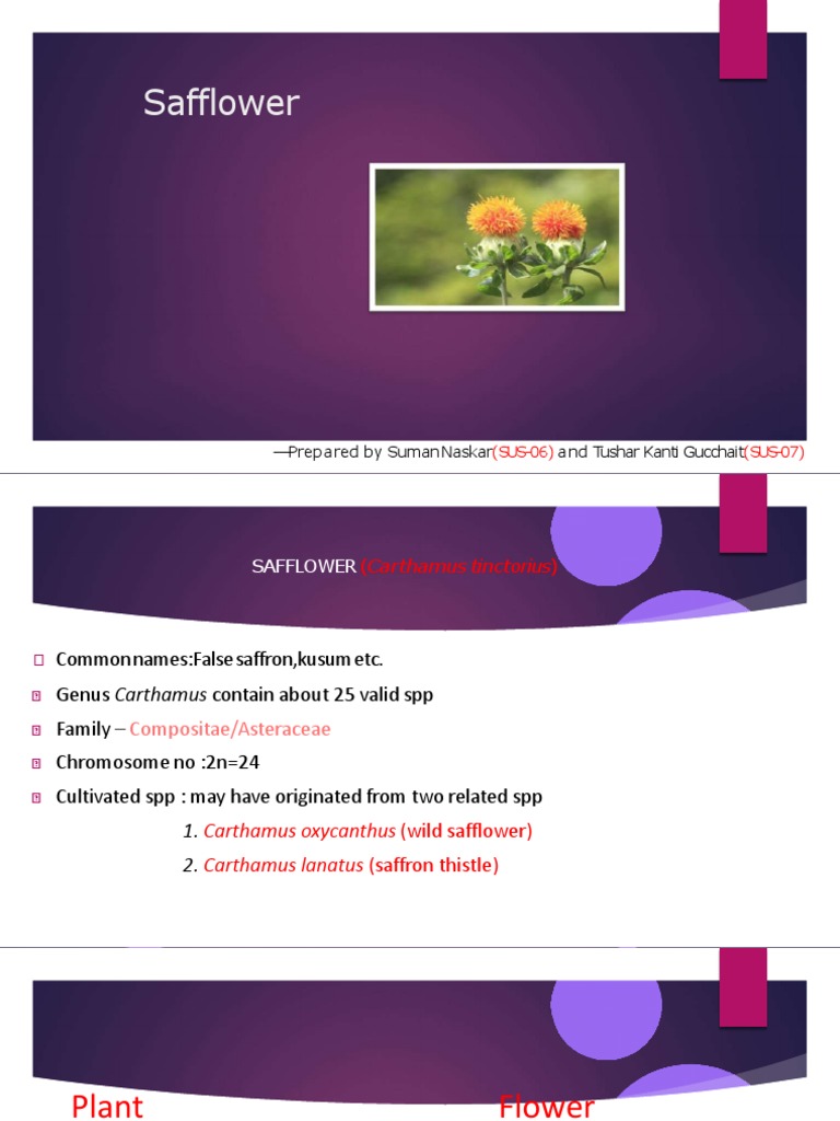 Safflower Presentation | PDF | Flowers | Plants