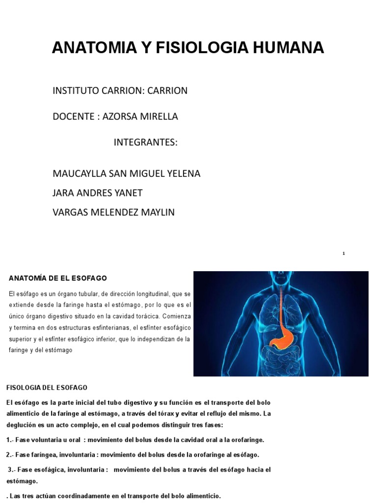 Anatomía y Función del Esófago | PDF | Esófago | Laringe