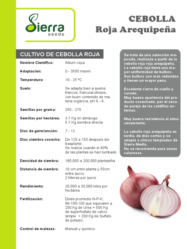FT - Cebolla Roja | PDF