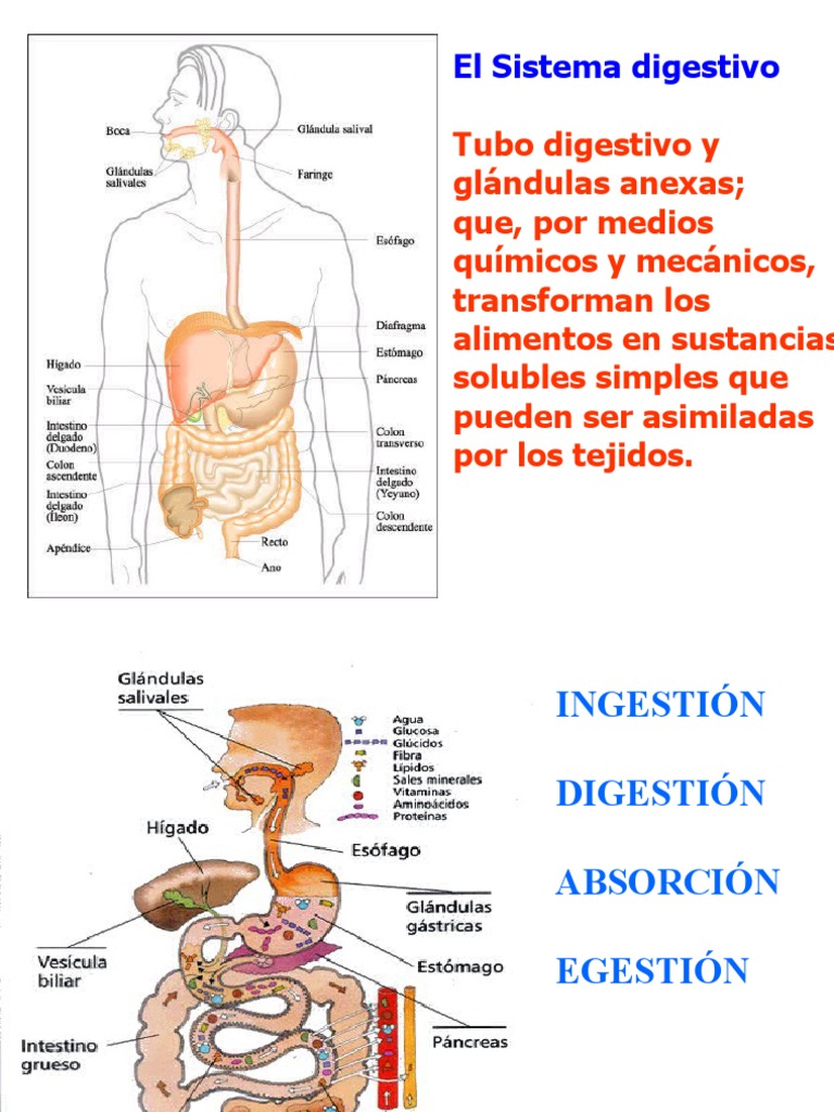 Sistema Digestivo | PDF | Digestión | Tracto gastrointestinal