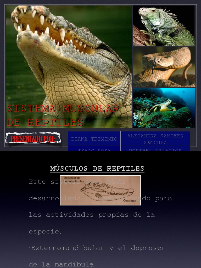 Sistema Muscular de Reptiles | PDF | Músculo | Sistema musculoesquelético