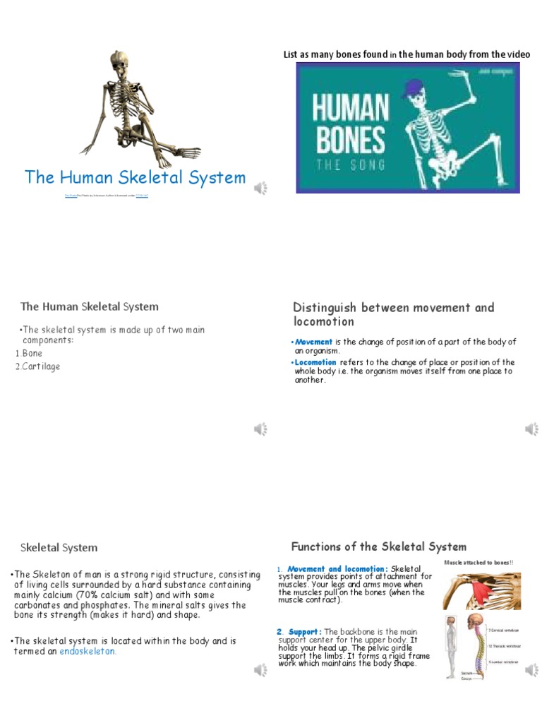 Human Skeletal System Official | PDF | Skeleton | Vertebra