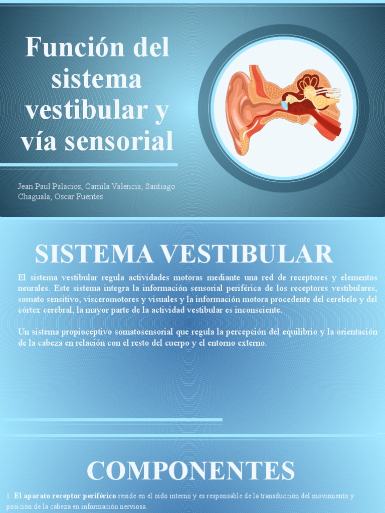 Funcion Sistema Vestibular y Via Sensorial | PDF | Oído | Neurociencia