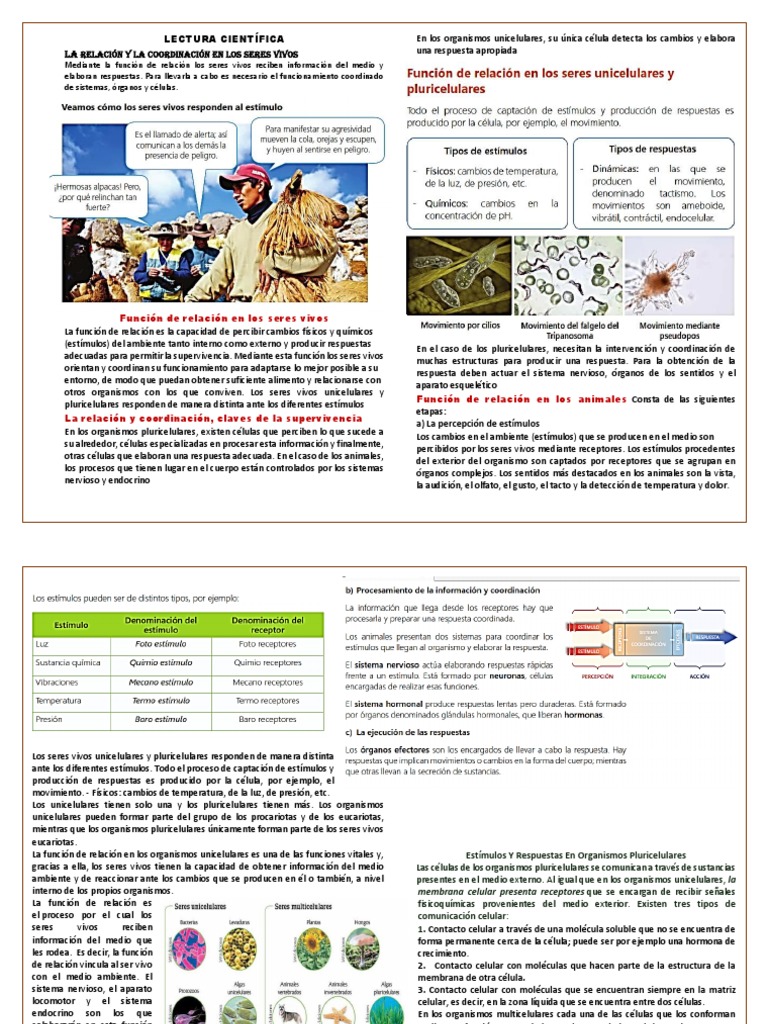 Lectura Científica 1 Segundo | PDF | Organismos | Biología Celular)