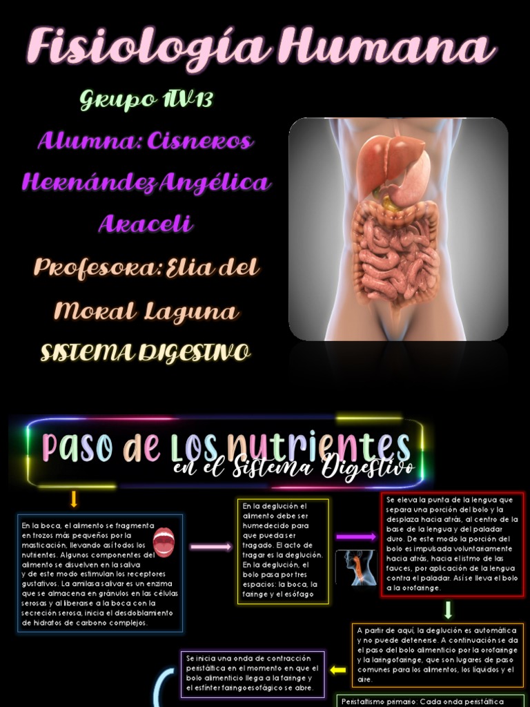 Sistema Digestivo y Su Absorción de Nutrientes | PDF | Digestión | Estómago