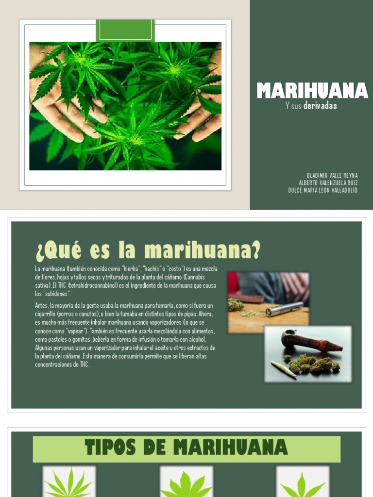 Maria Juana | PDF | Cannabis (Droga) | Tetrahidrocannabinol