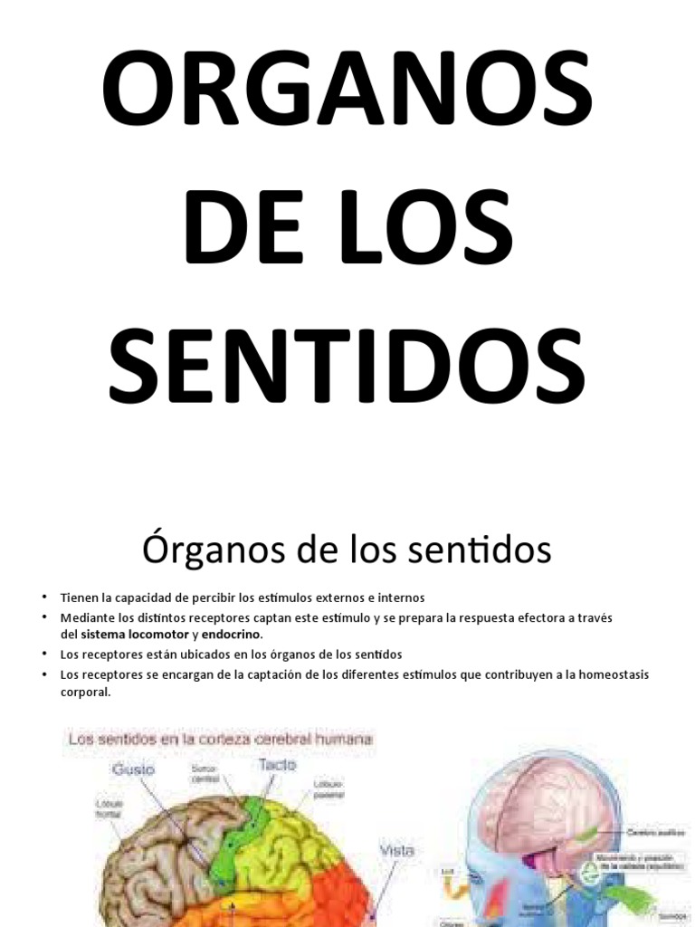 Organos de Los Sentidos y Fisiologia de | PDF | Ojo humano | Percepción visual