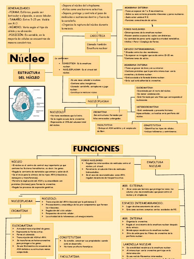 Mapa Conceptual Nucleo Celular Pdf Nucleo Celular Cromatina