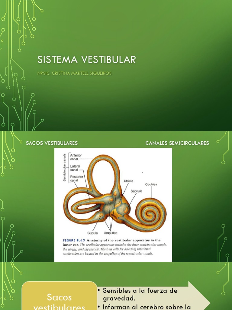 Sistema Vestibular Pdf Cerebelo Neurociencia