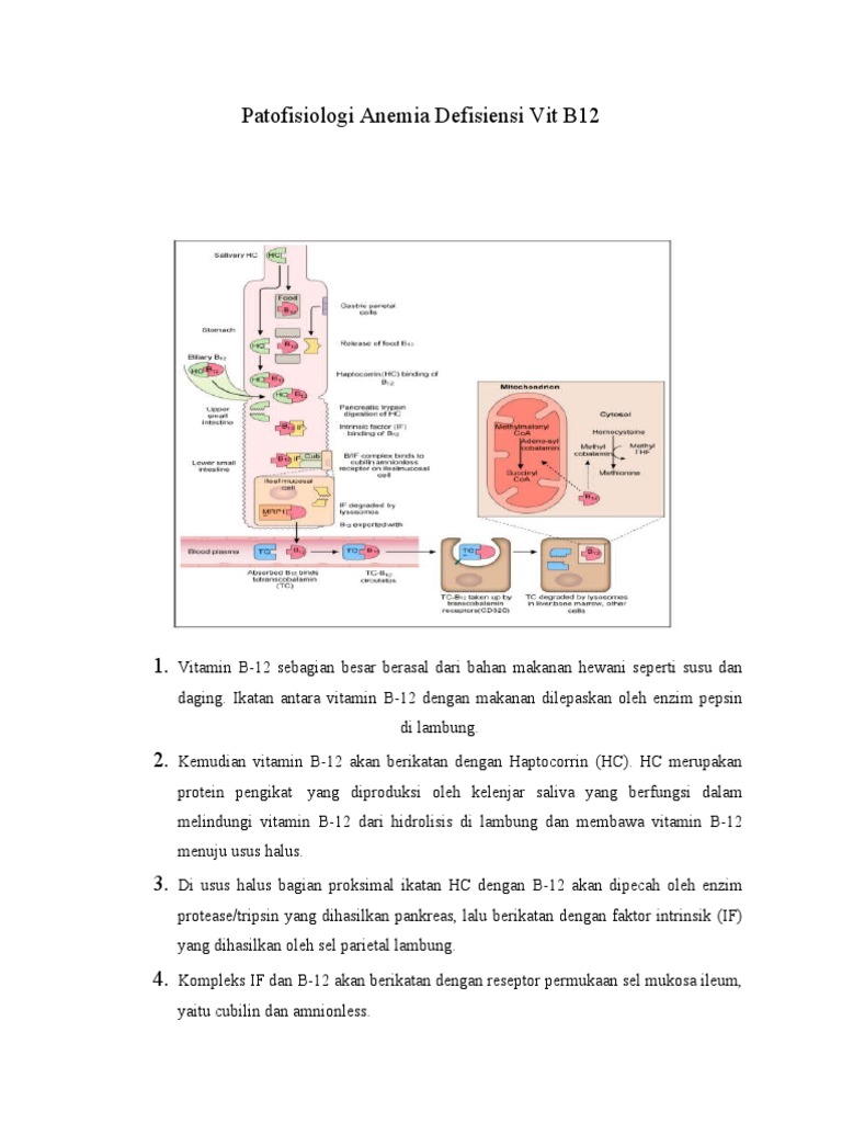 Patofisiologi Anemia Vit B12 | PDF