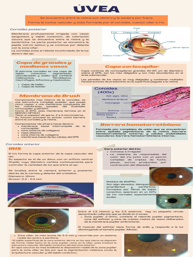 Uvea | PDF | Ojo humano | Anatomía