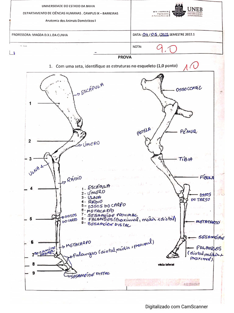 PROVAS MEDICINA VETERINÁRIA | PDF