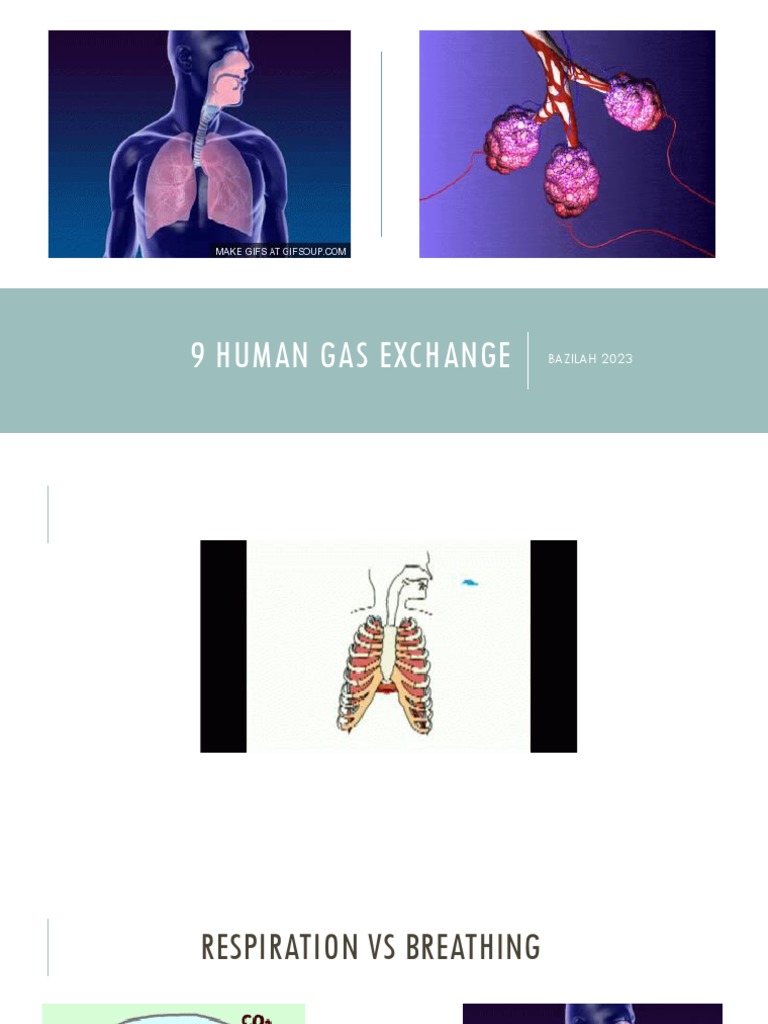 9 Human Gas Exchange | PDF | Respiratory Tract | Lung