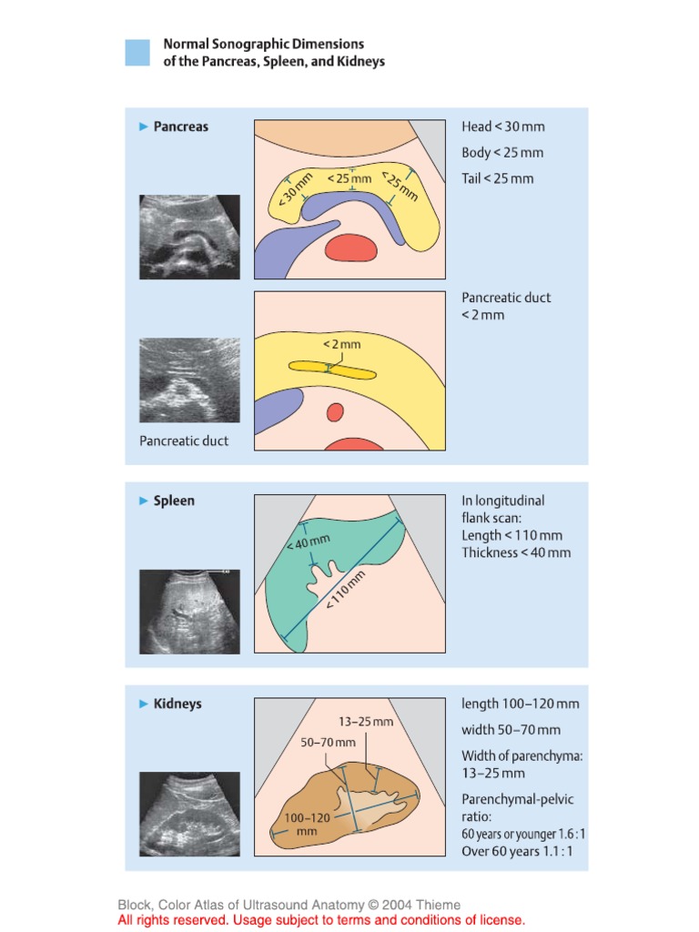 Abdomen US Normal Measurement | PDF