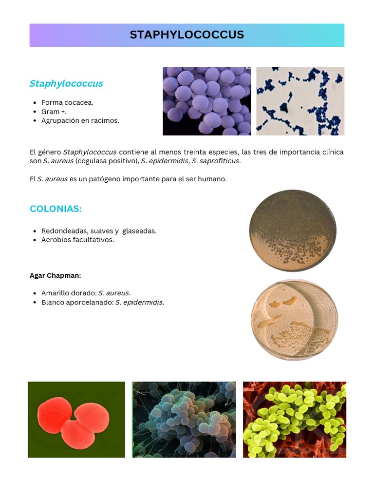 Staphylococcus | PDF | Staphylococcus Aureus | Especialidades Medicas