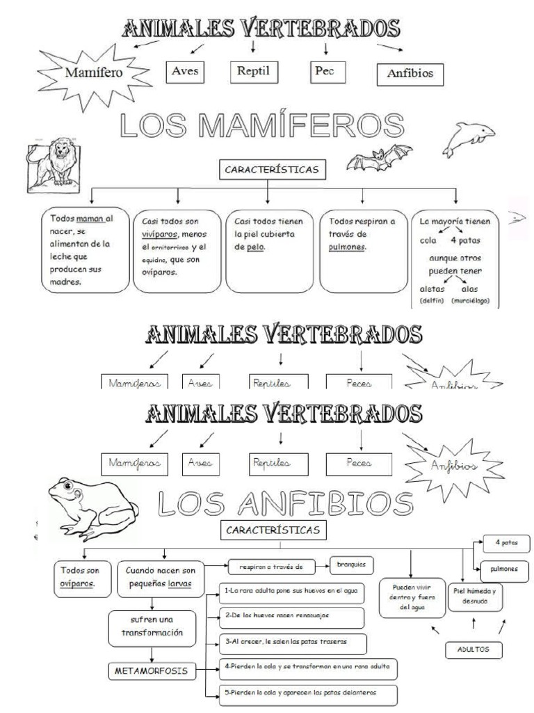 Clasificacion de Los Animales Vertebrados | PDF