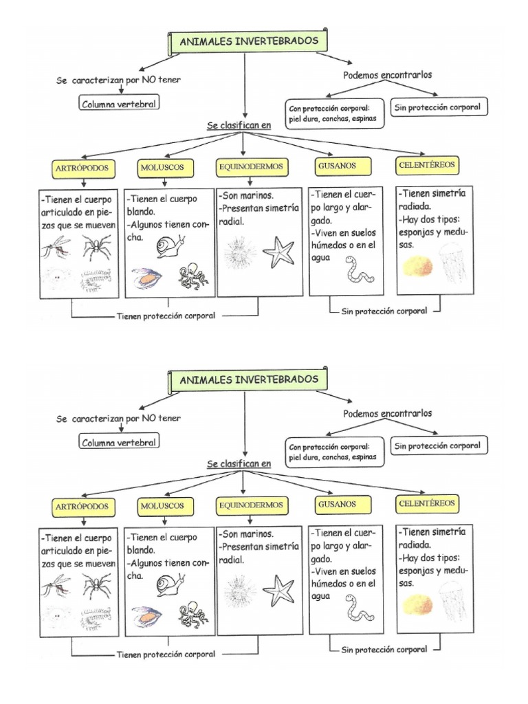 Ficha Animales Invertebrados | PDF