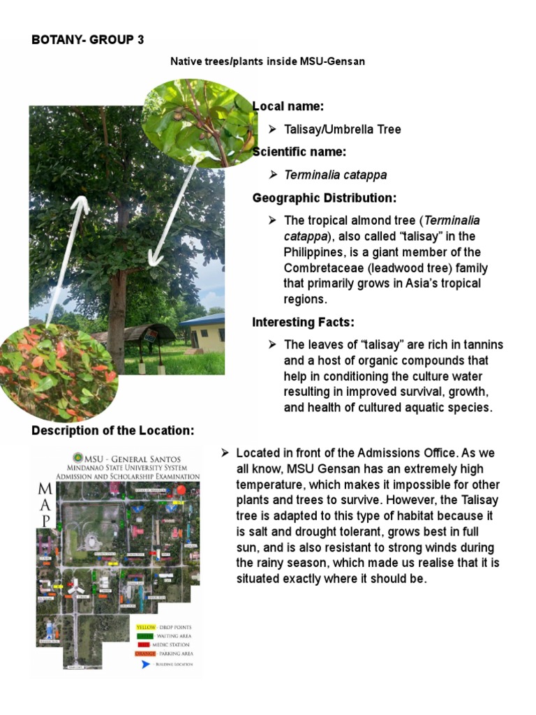 Talisay Tree: Adaptations & Benefits | PDF