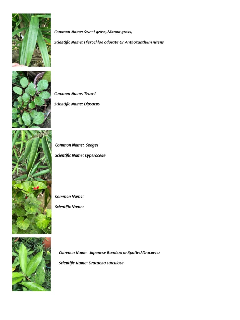 Common Plants and Their Scientific Names | PDF