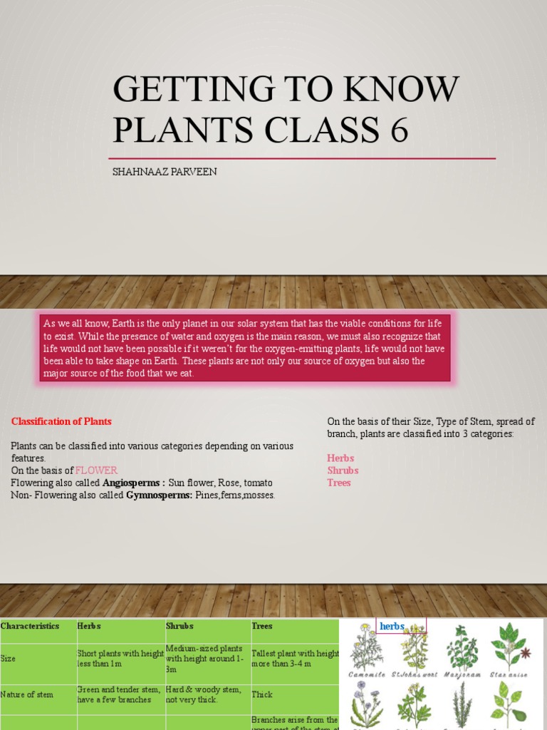 Class 6 Plant Basics | PDF | Leaf | Root