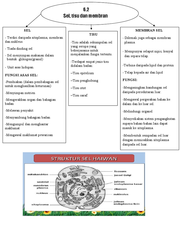 6.2 Sel, Tisu Dan Membran Nota & M | PDF