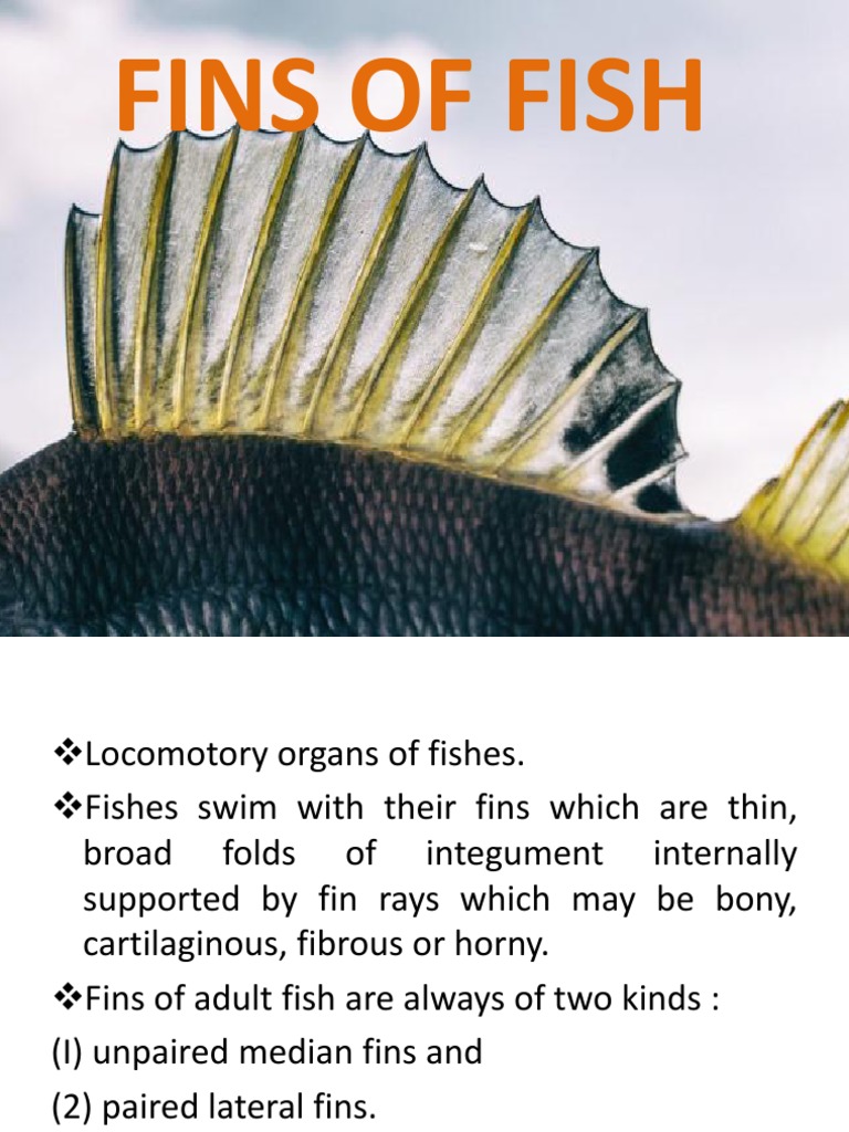 Fins | PDF | Aquatic Organisms | Fish