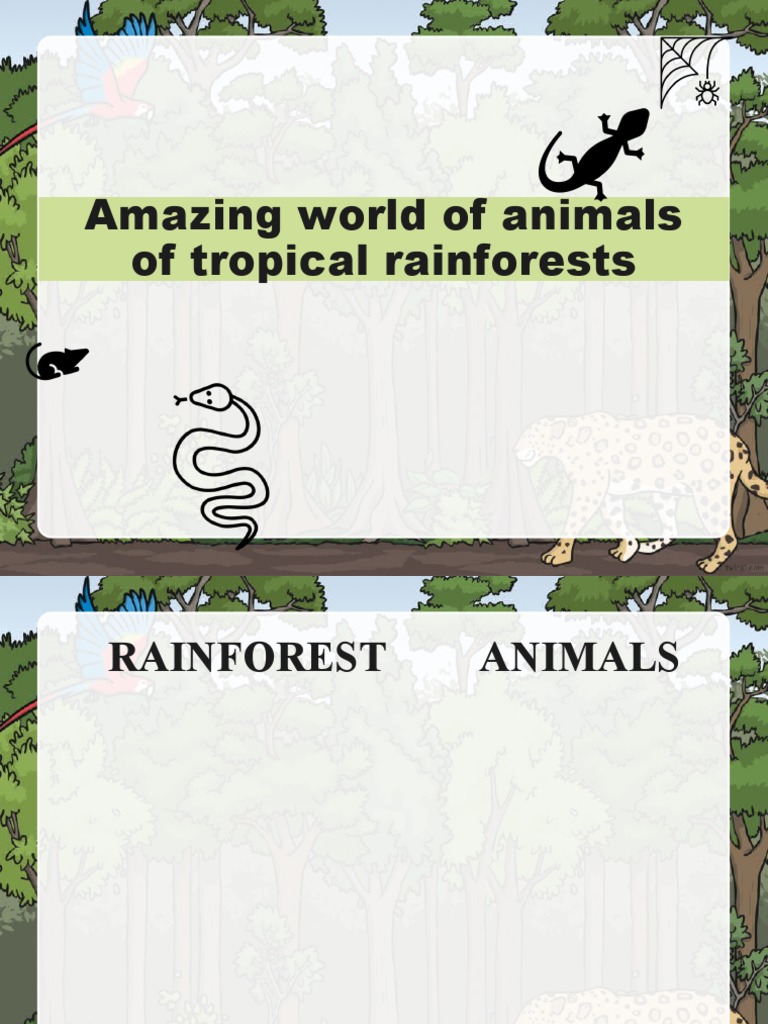 Rainforest Animals | Download Free PDF | Rainforest | Gorilla