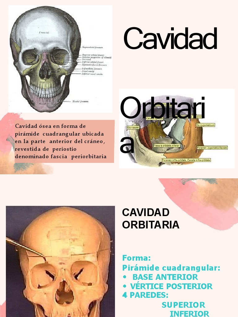 Anatomía de la Cavidad Orbitaria | PDF | Sistema musculoesquelético ...