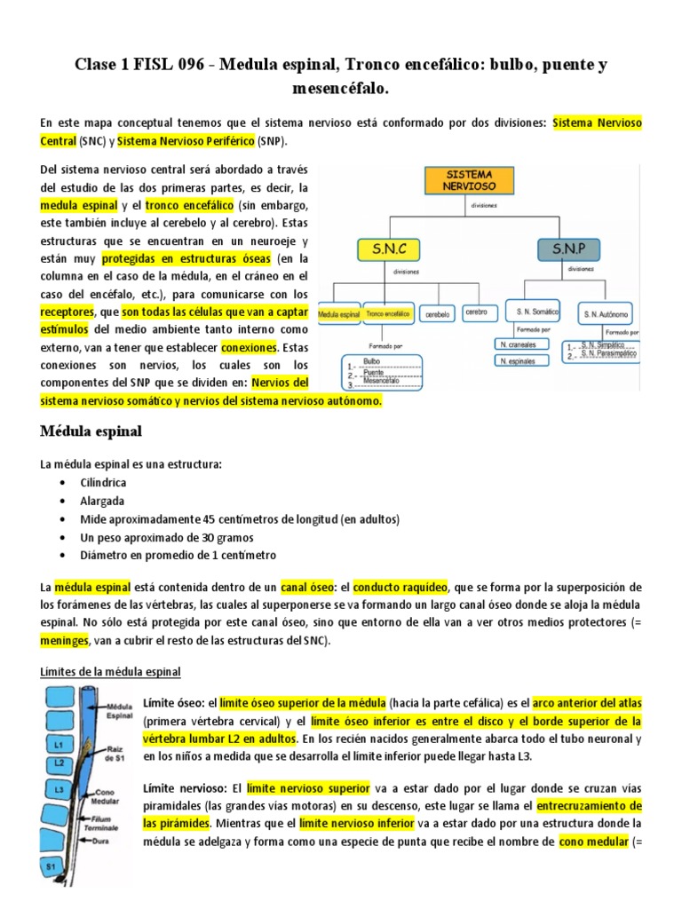 Clase 1 - Medula Espinal, Tronco Encefalico Bulbo, Puente y Mesencefalo | PDF | Médula espinal ...