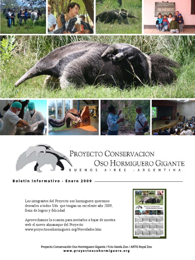 Boletin Project Conserv Oso Hormiguero | PDF