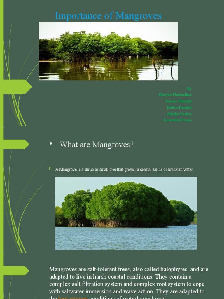Shreyas Phansalkar | PDF | Mangrove | Leaf Shreyas Phansalkar | PDF | Mangrove | Leaf