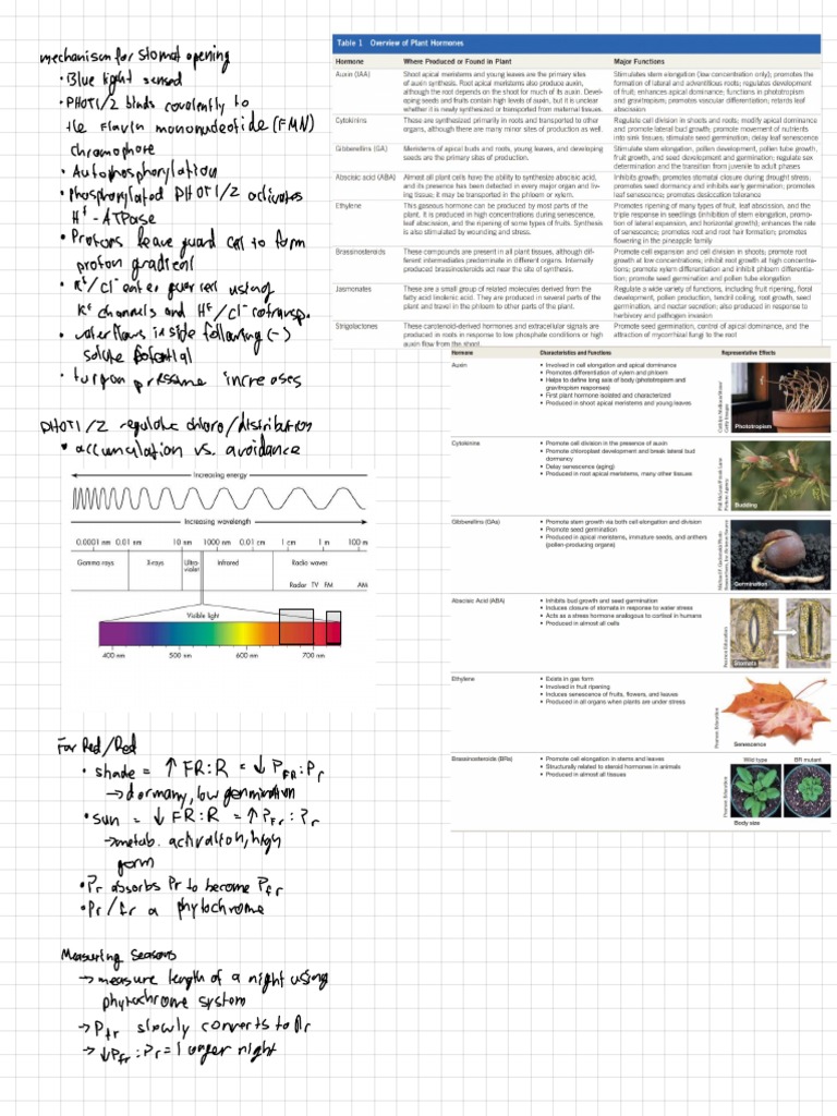 Final Cheat Sheet | PDF | Dendrite | Cell Signaling