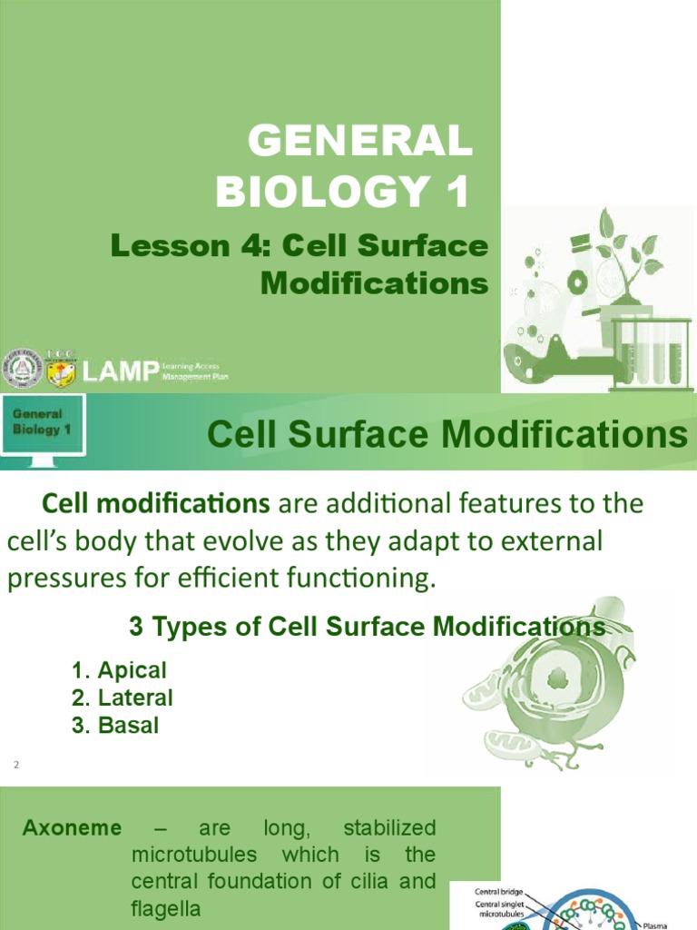 Genbio1 Lesson4 Cell Surface Modifications | PDF | Epithelium | Cell (Biology)