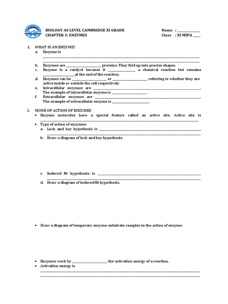 Enzymes Worksheet | PDF | Enzyme | Active Site