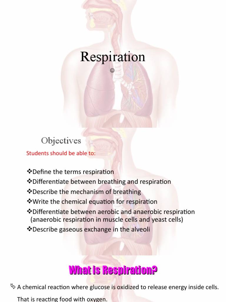 Understanding Human Respiration Basics | PDF | Respiratory Tract ...