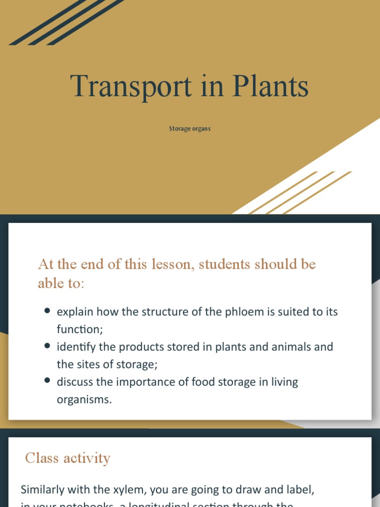 Transport in Plants-Storage Organs-Grade 11 | Download Free PDF ...