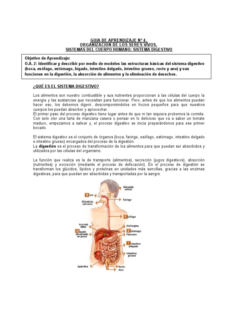 Ciencias Naturales - Guía N° 6 - 5° Básico | PDF | Sistema digestivo ...