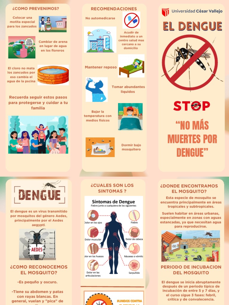 Triptico Del Dengue | PDF | Mosquito | Organismos