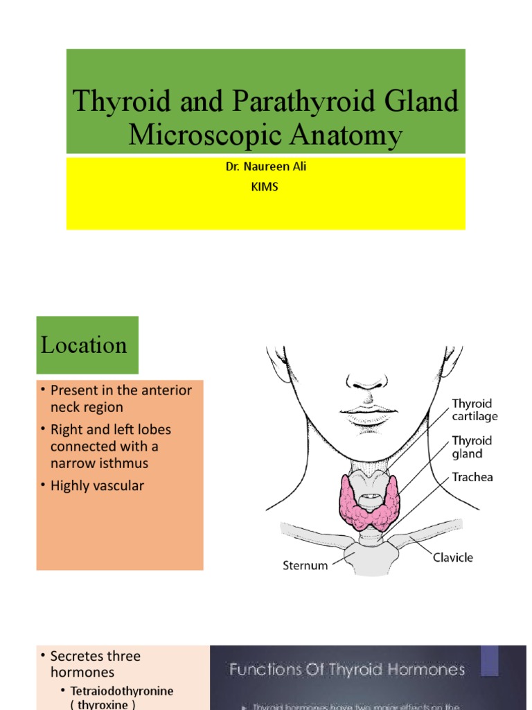 4. Thyroid Gland- Microscopic Anatomy | PDF | Thyroid | Hypothyroidism