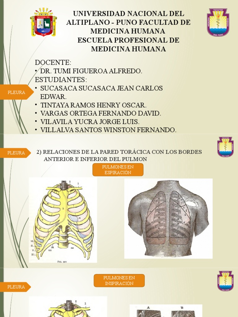Anatomía de la Pleura y Pulmones | PDF