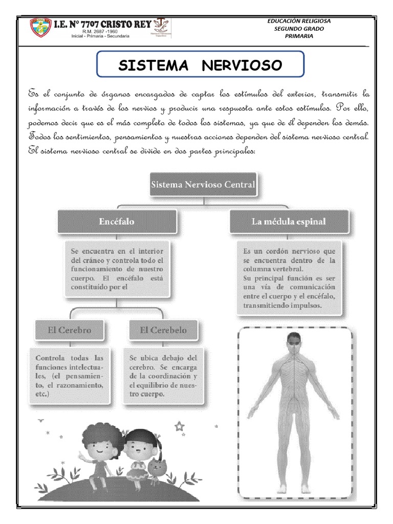 FICHA SISTEMA NERVIOSO-CyTEC | PDF