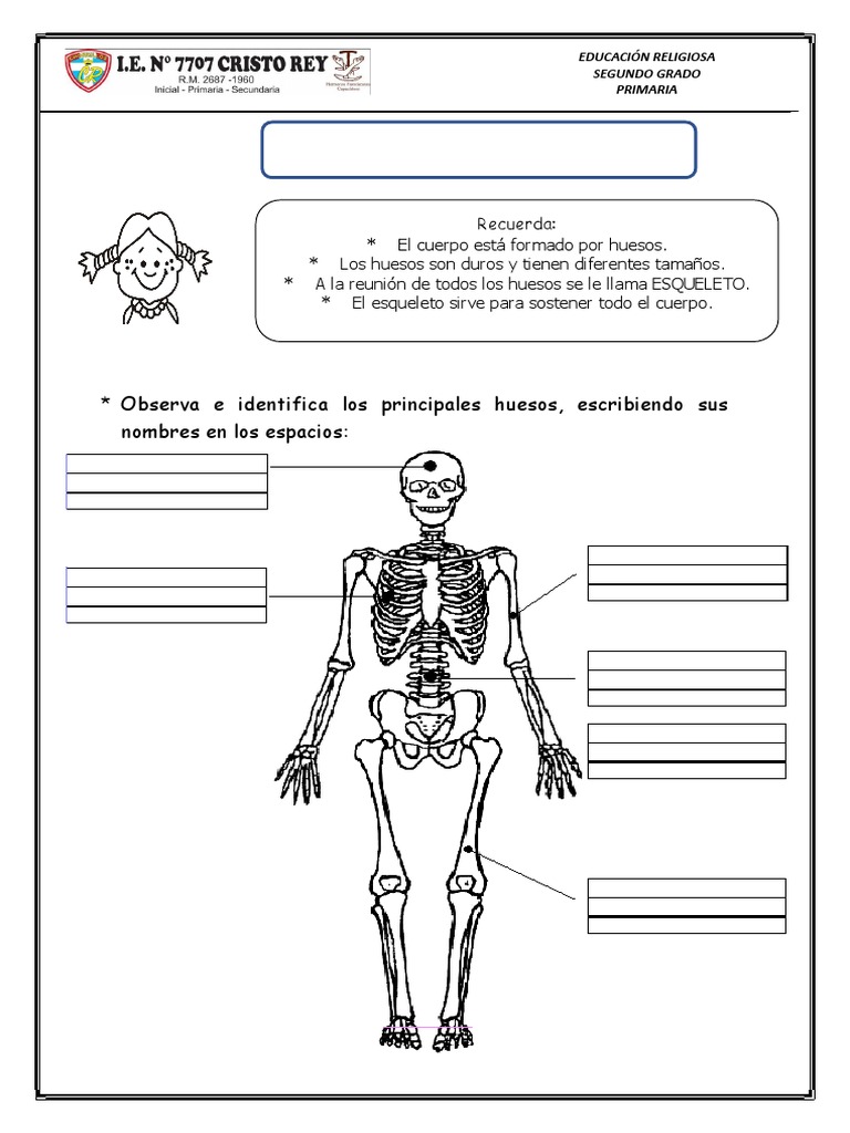 Ficha Sistema Óseo-Ciencia | PDF