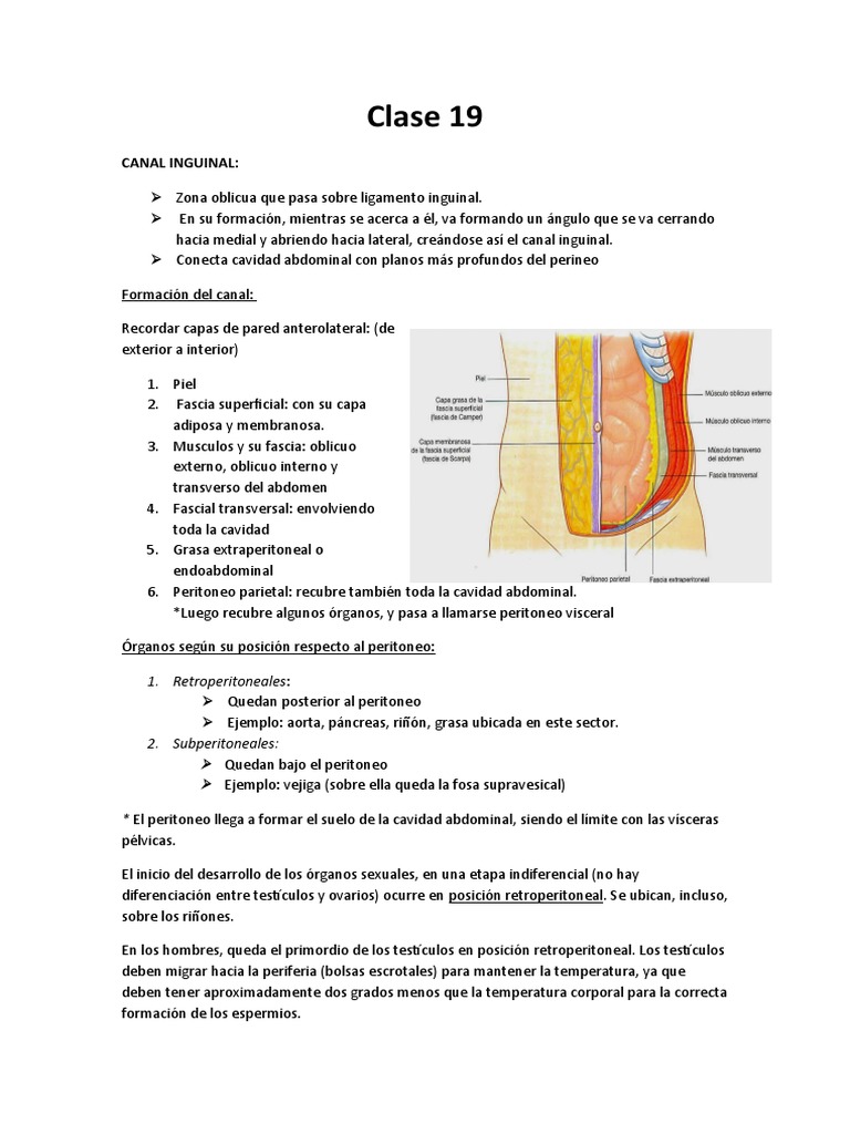 Formación y Función del Canal Inguinal | PDF | Abdomen | Testículo