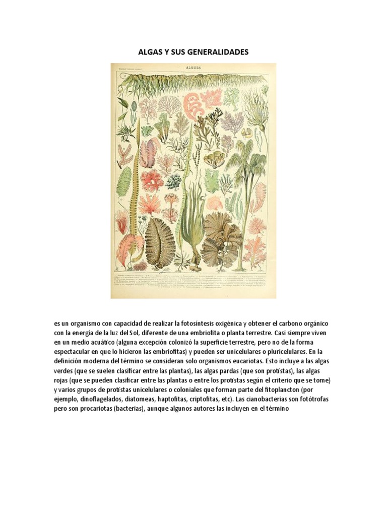 Generalidades y Clasificación de Algas | PDF | Algas | Plantas
