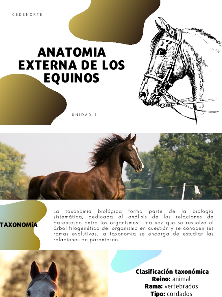 Unidad 1 Equinos | PDF | Caballos | Équidos