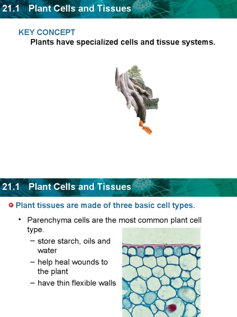 21 Plant Structure and Function - 032212 | PDF | Leaf | Plant Stem